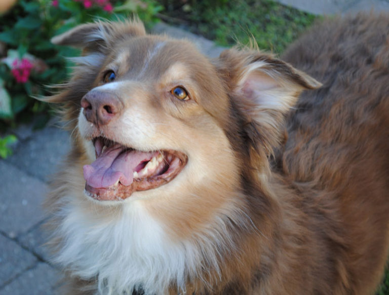 How You Can Help - South Texas Aussie Rescue