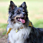 Home - South Texas Aussie Rescue