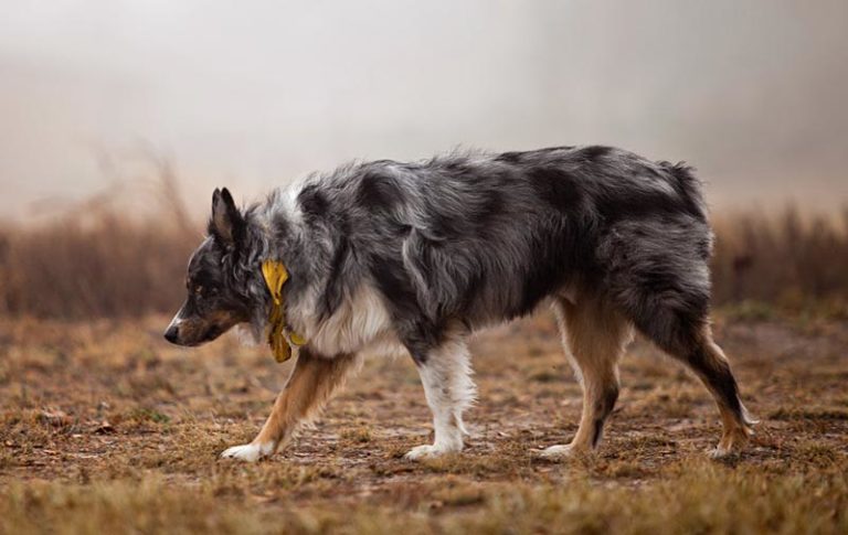 About Aussies - South Texas Aussie Rescue