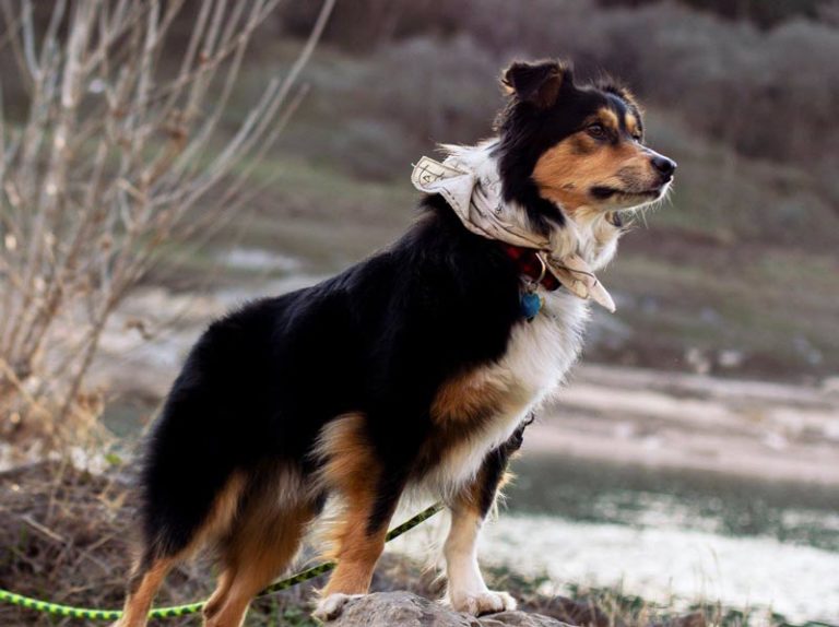 About Aussies - South Texas Aussie Rescue